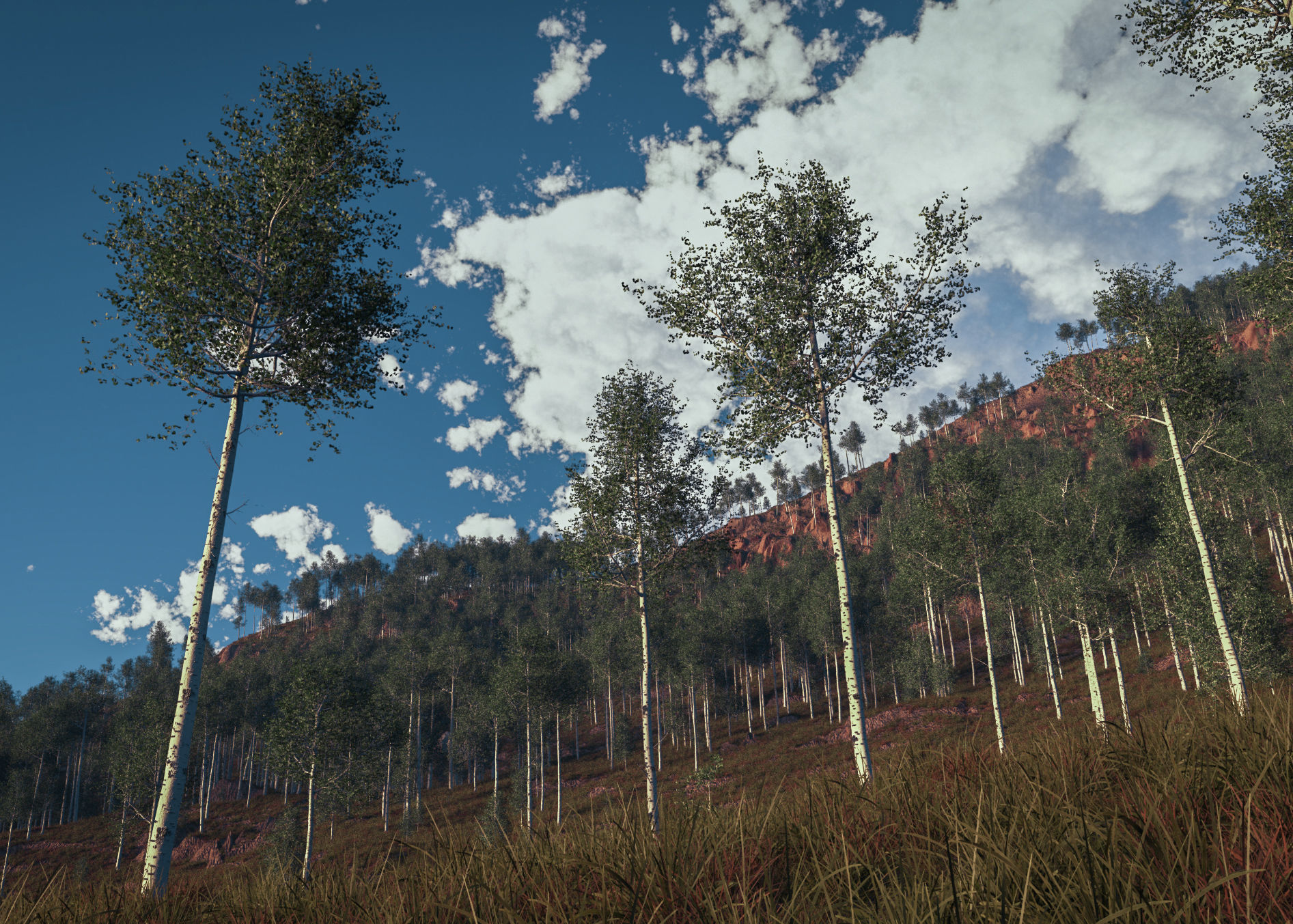 Seasonal Quaking Aspen Model in Multiple Growth Stages 3D model | CGTrader