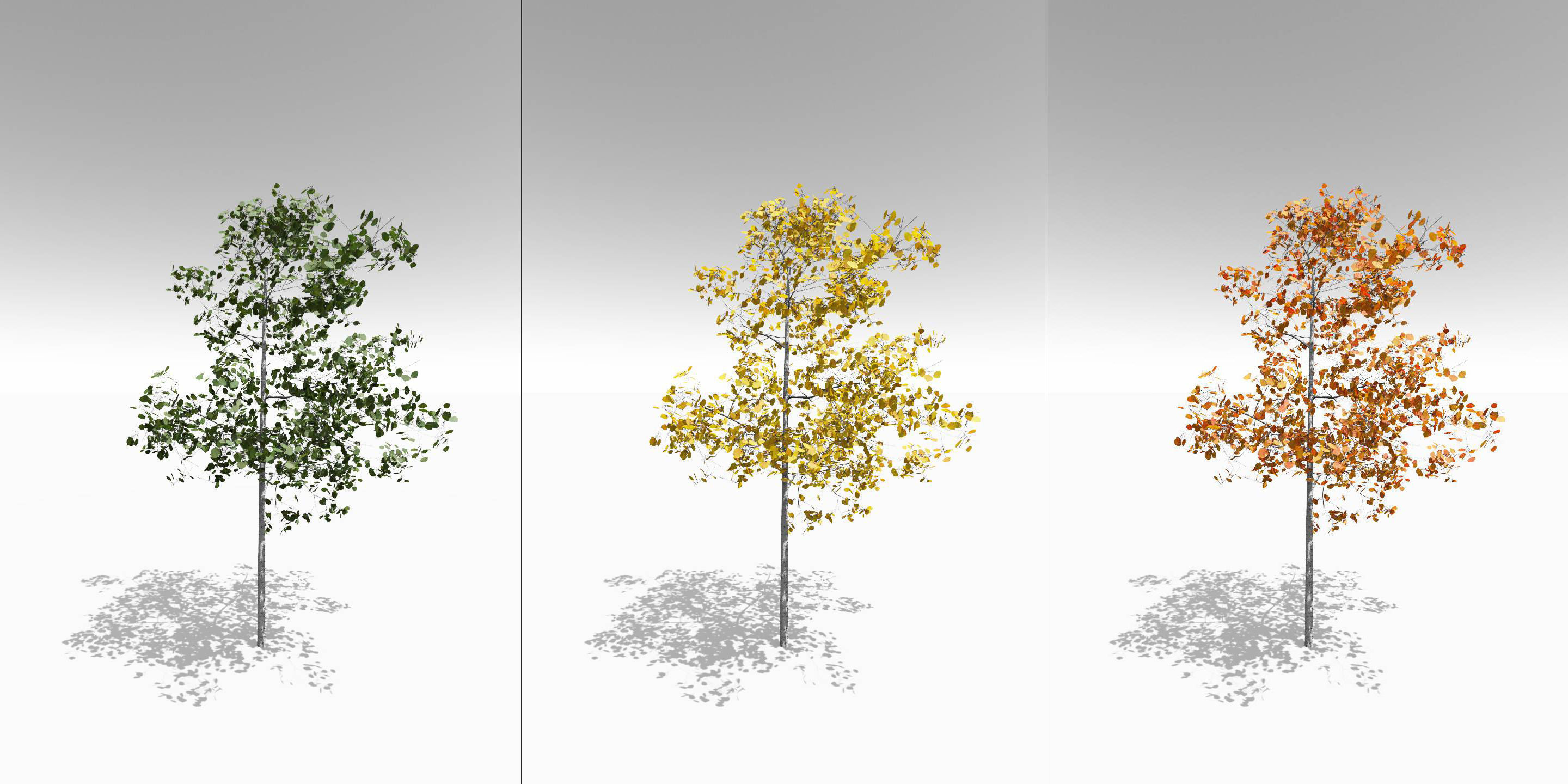 Seasonal Quaking Aspen Model in Multiple Growth Stages 3D model | CGTrader