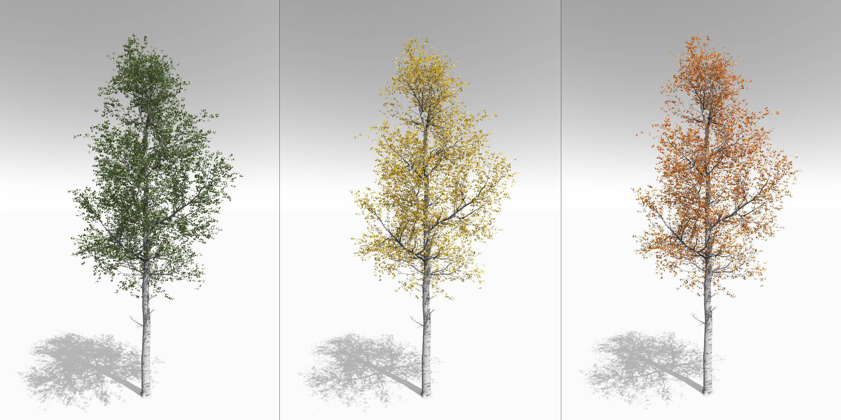 Seasonal Quaking Aspen Model in Multiple Growth Stages 3D model | CGTrader