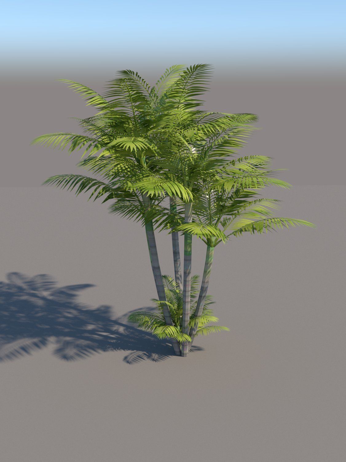 palm tree 3D model | CGTrader