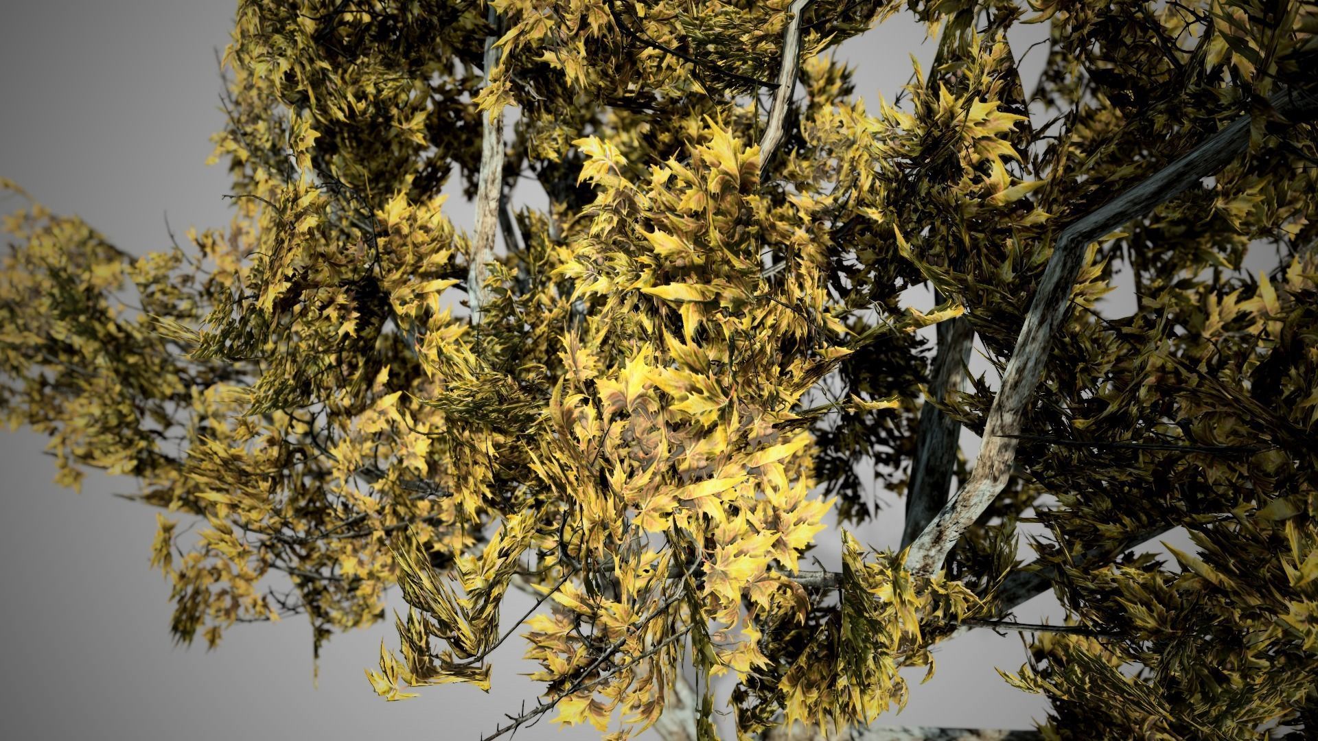 3D model London Plane Fall Tree LODs VR / AR / low-poly | CGTrader