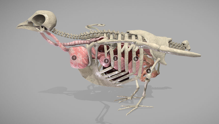 3D model Pigeon Anatomy VR / AR / low-poly | CGTrader
