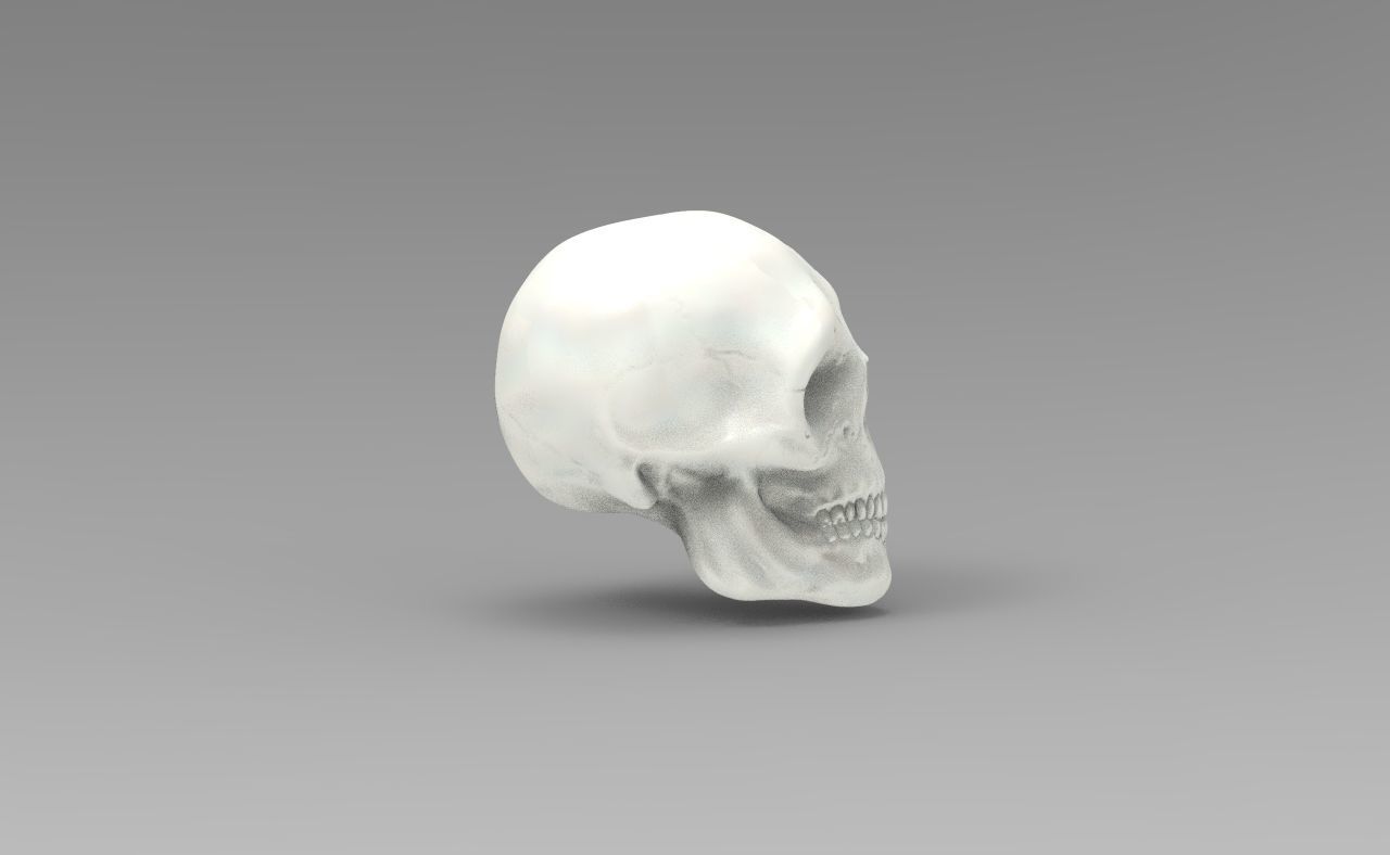 3D model of a skull without holes 3D model 3D printable | CGTrader