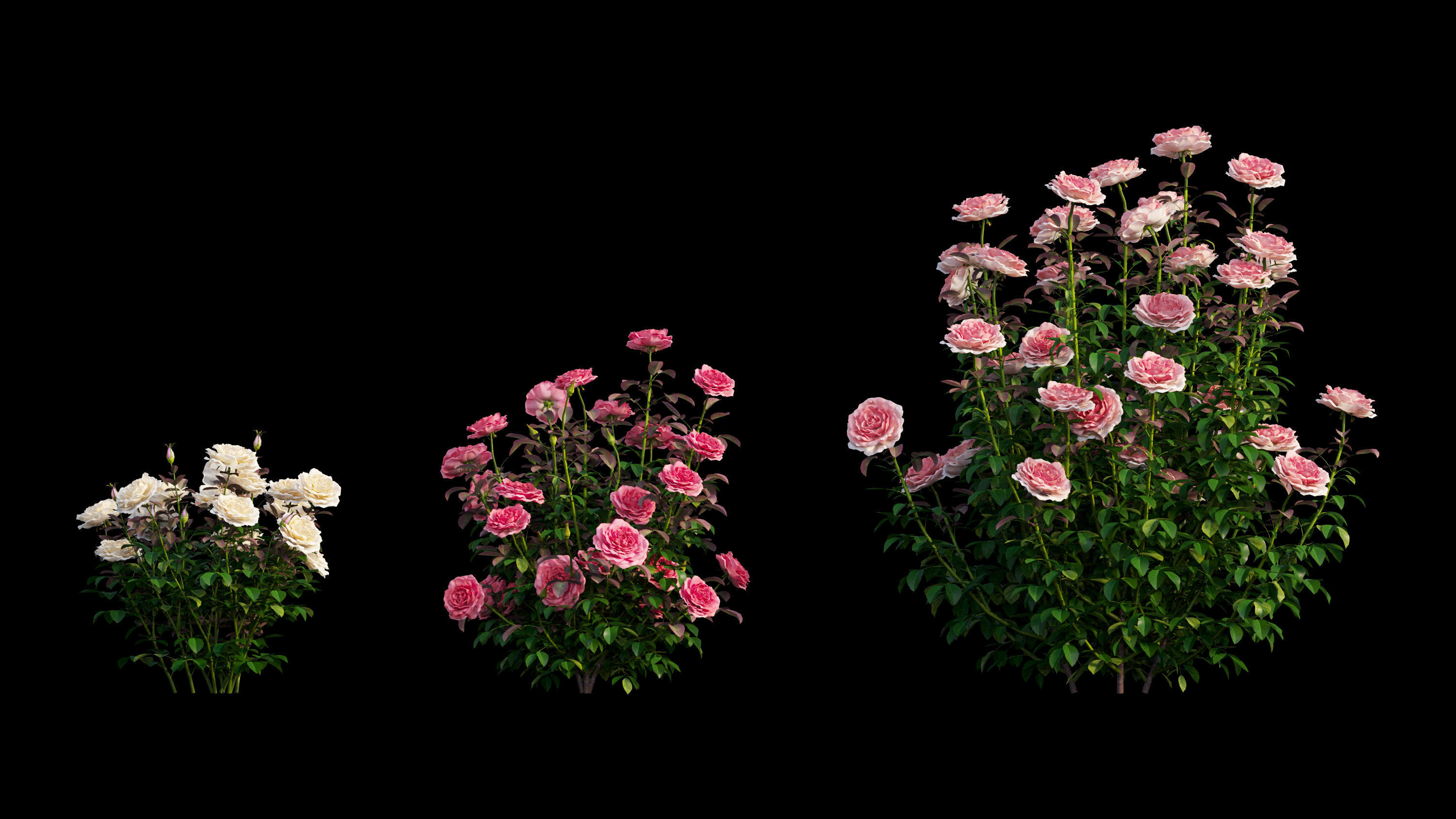Rose plant set 21 3D model animated | CGTrader