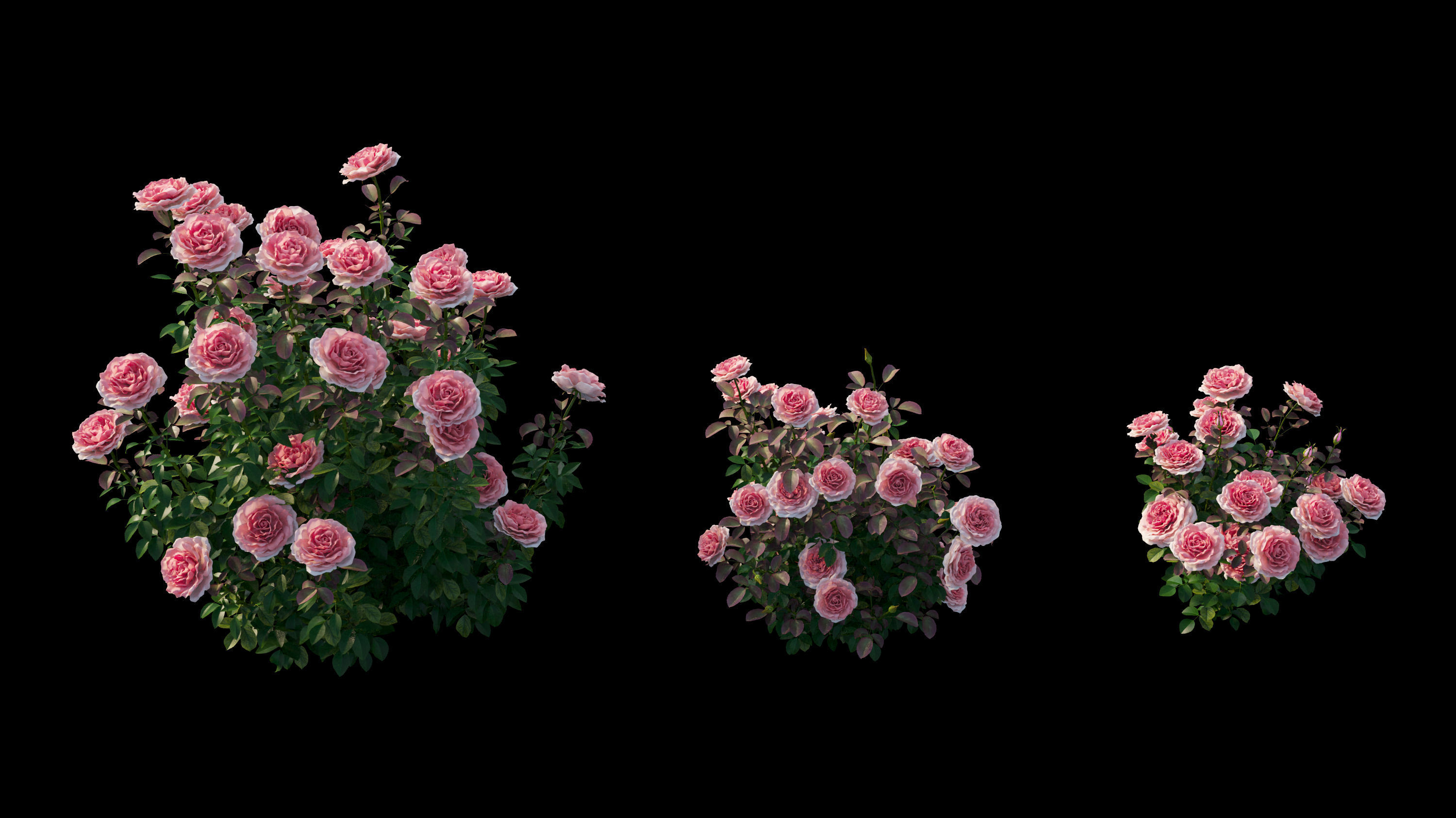 Rose plant set 21 3D model animated | CGTrader