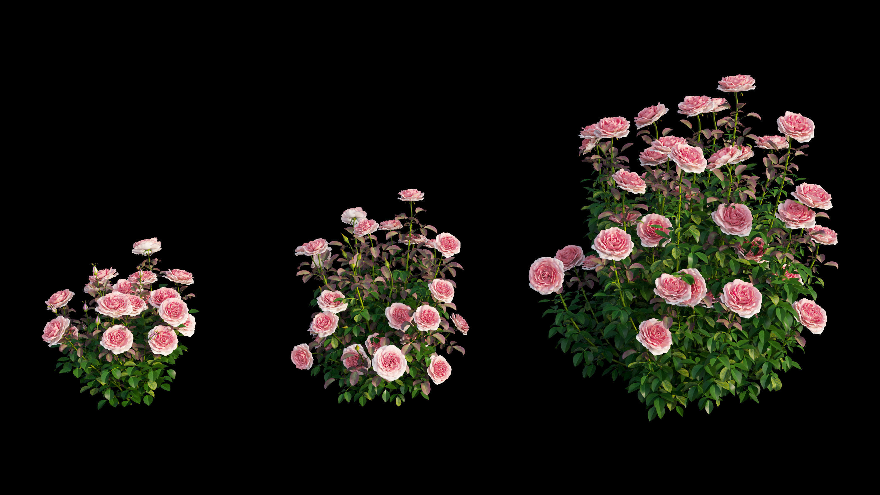 Rose plant set 21 3D model animated | CGTrader