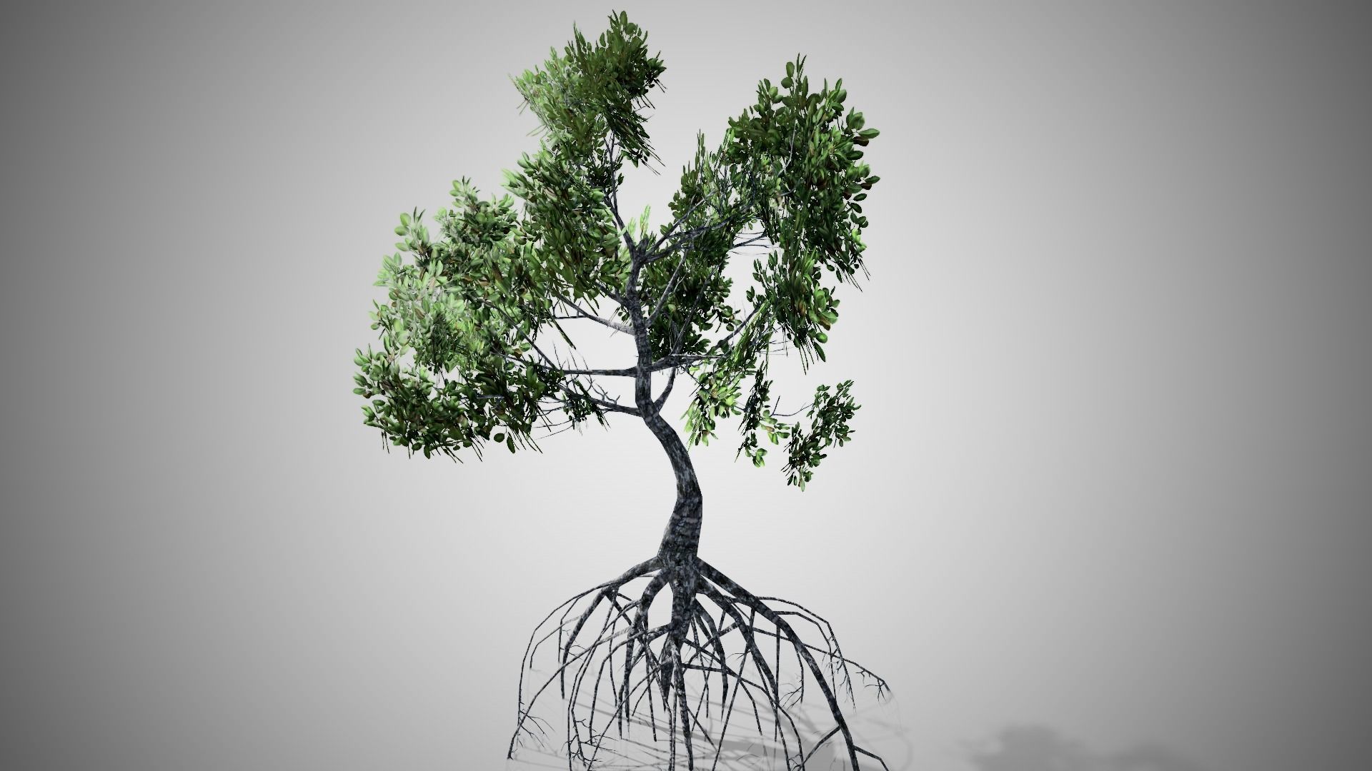 3D model Red Mangrove Tree VR / AR / low-poly | CGTrader