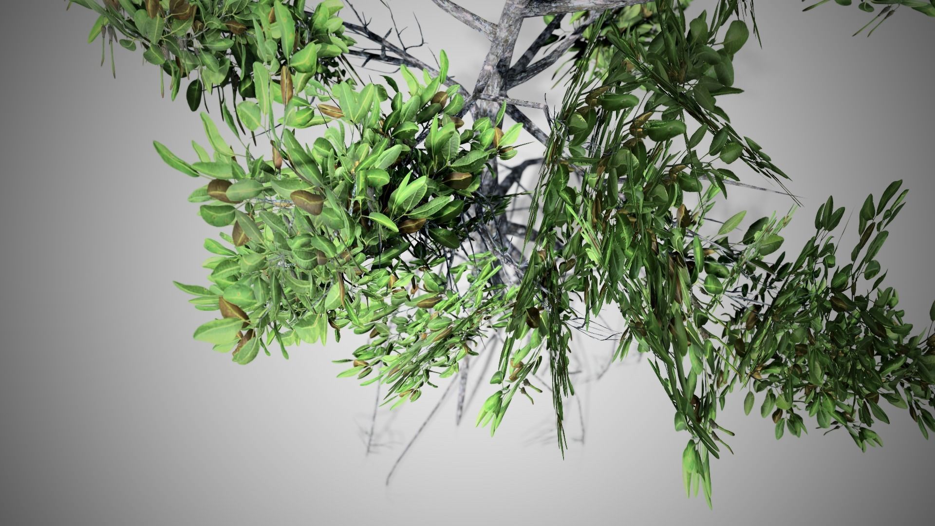 3D model Red Mangrove Tree VR / AR / low-poly | CGTrader
