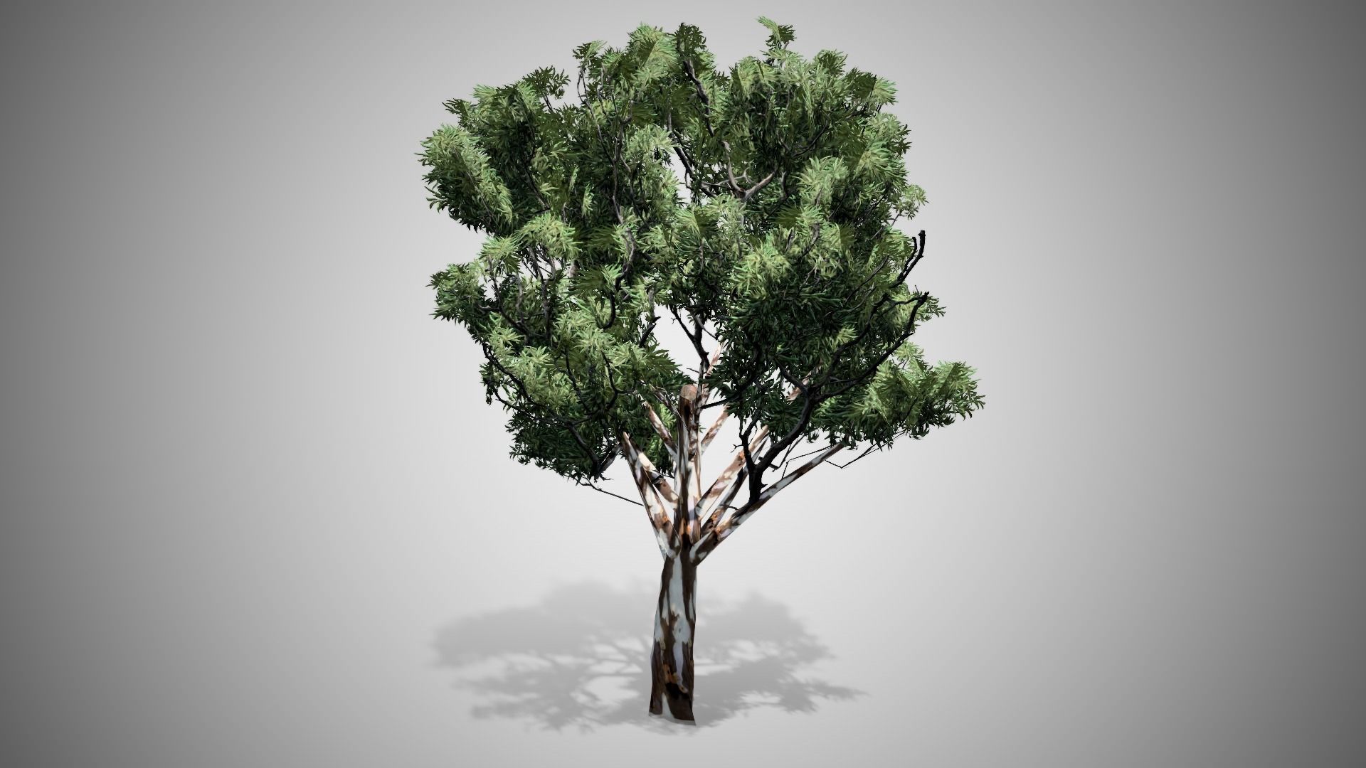 3D model Red Gum Tree VR / AR / low-poly | CGTrader