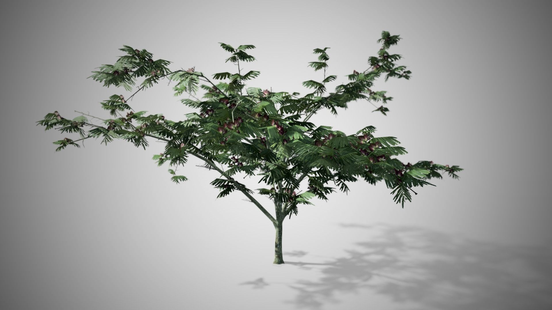 3D model Mimosa Tree VR / AR / low-poly | CGTrader