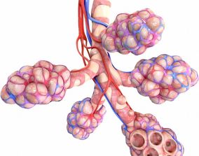 Bronchial 3D Models | CGTrader