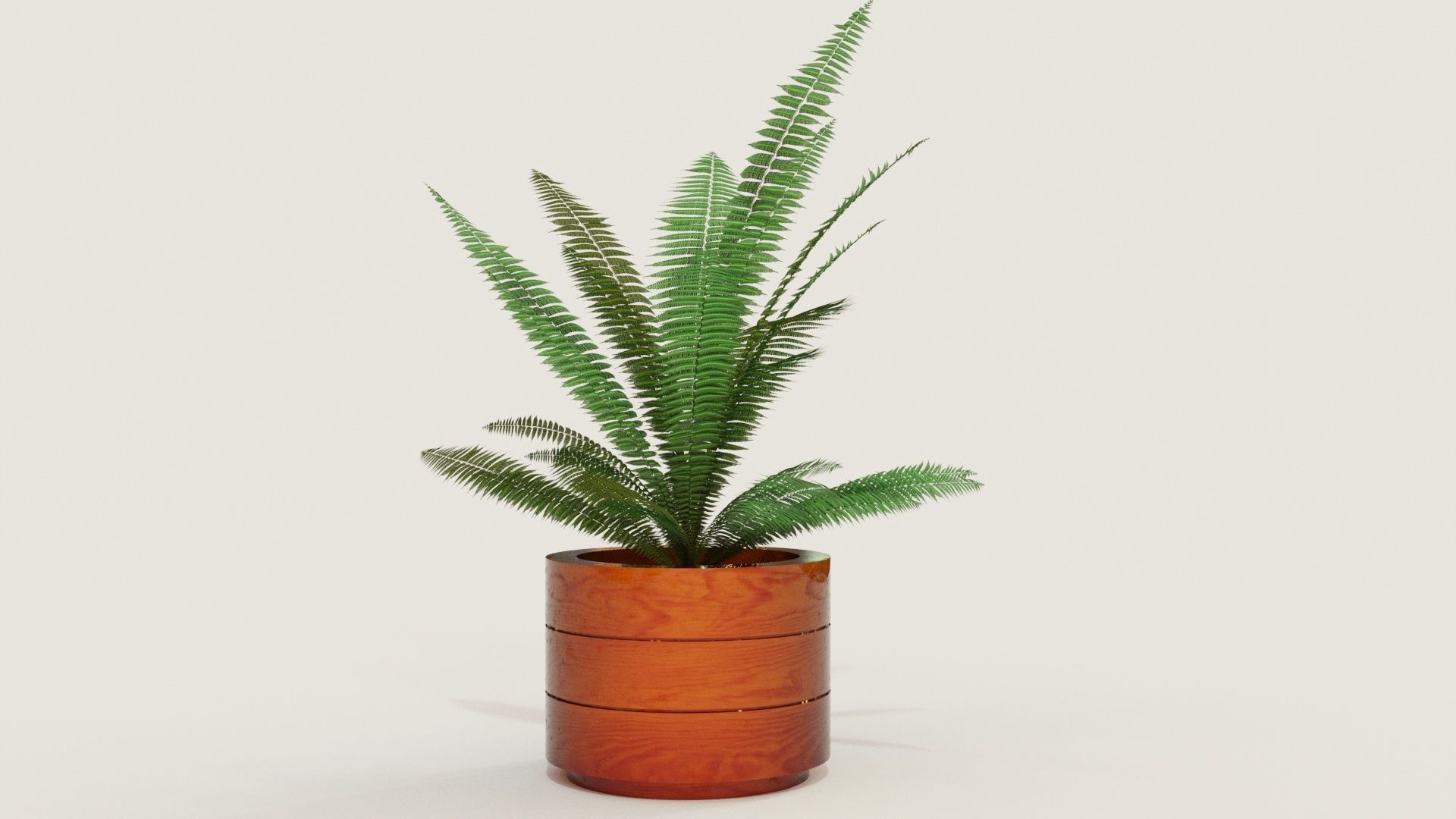 Fern models 3D model | CGTrader