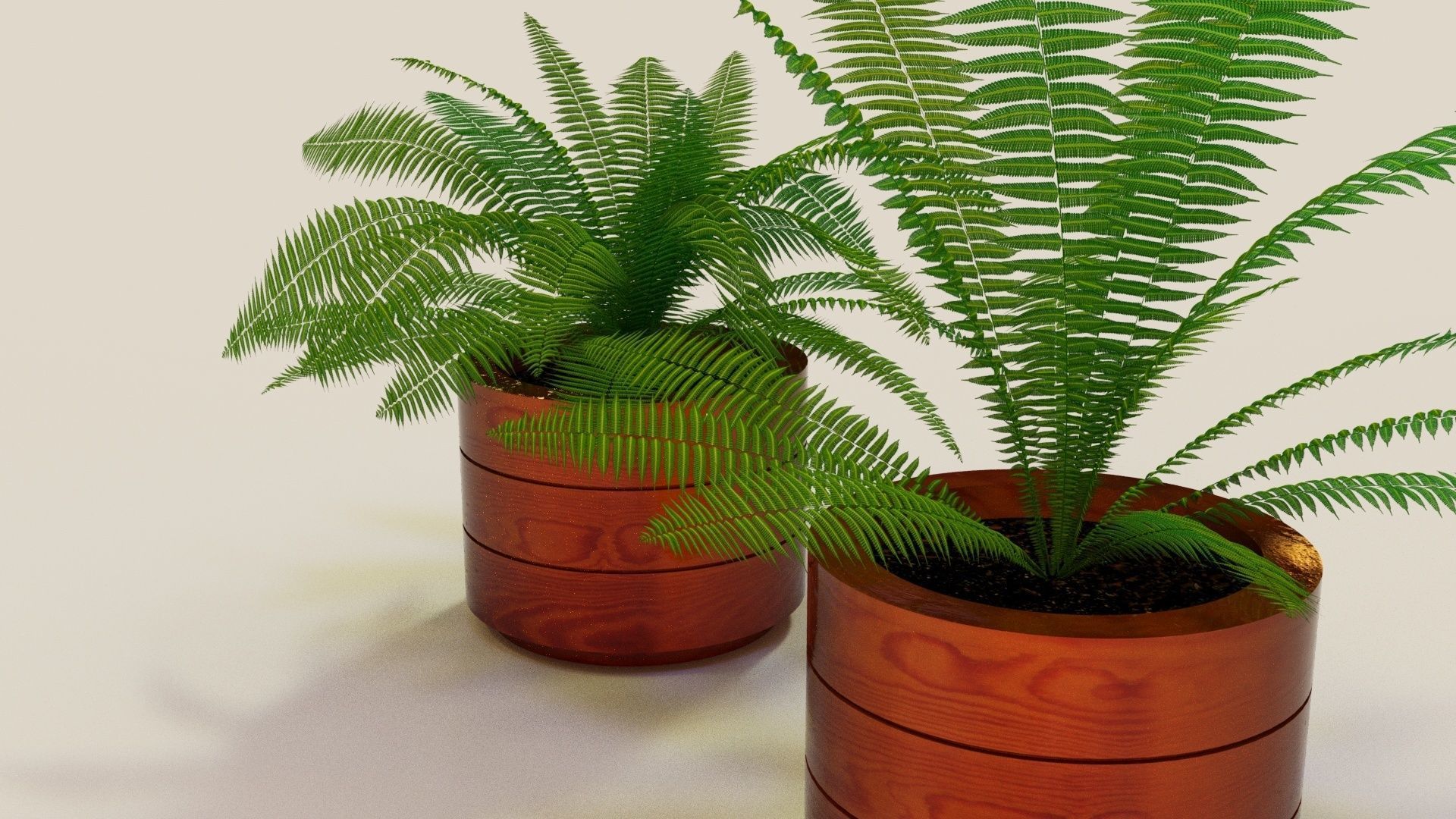 Fern models 3D model | CGTrader