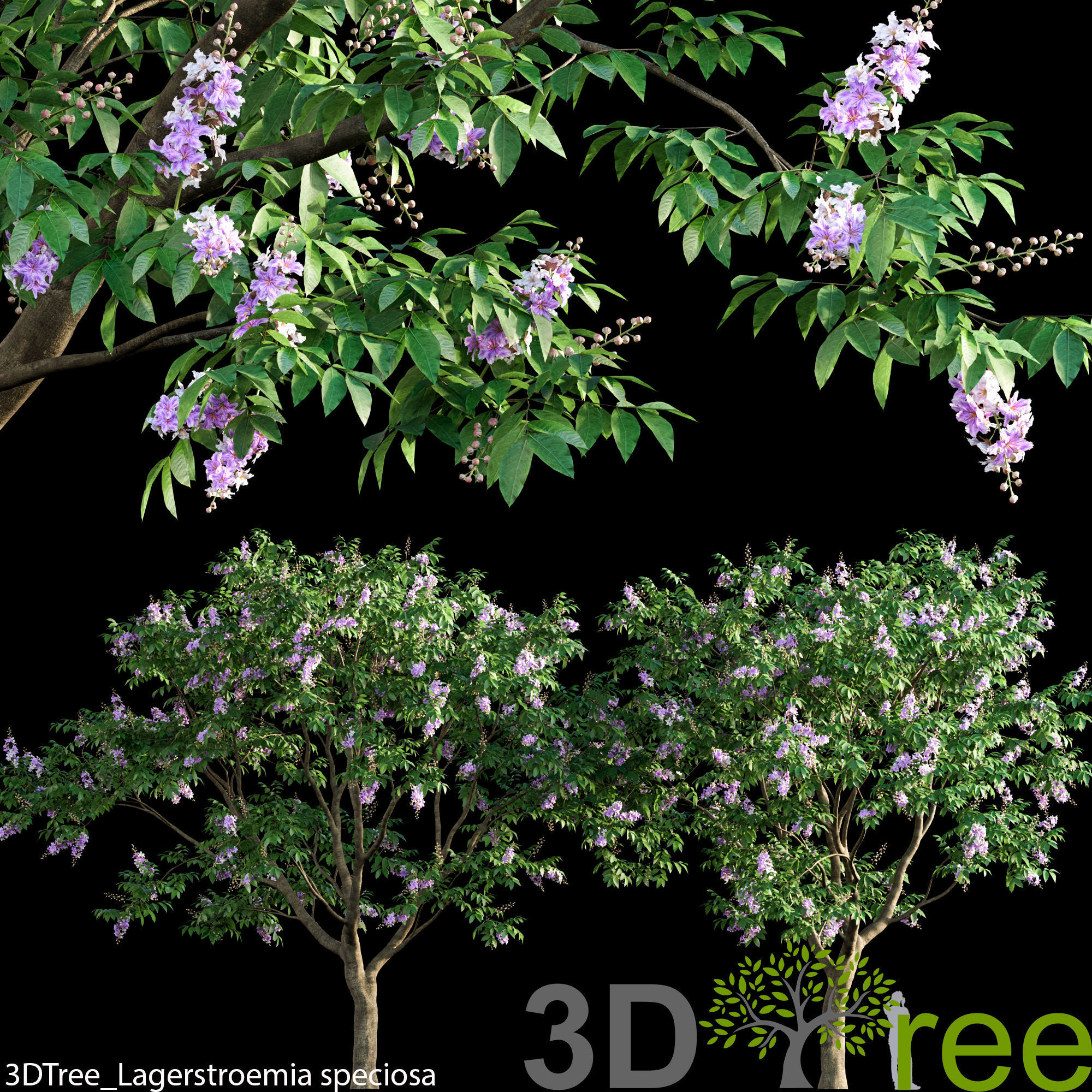 Lagerstroemia speciosa -Giant Crape-myrtle- 01 3D model | CGTrader