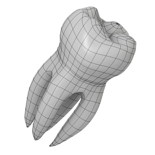 Molar Tooth 3D Model .obj .3ds .blend - CGTrader.com
