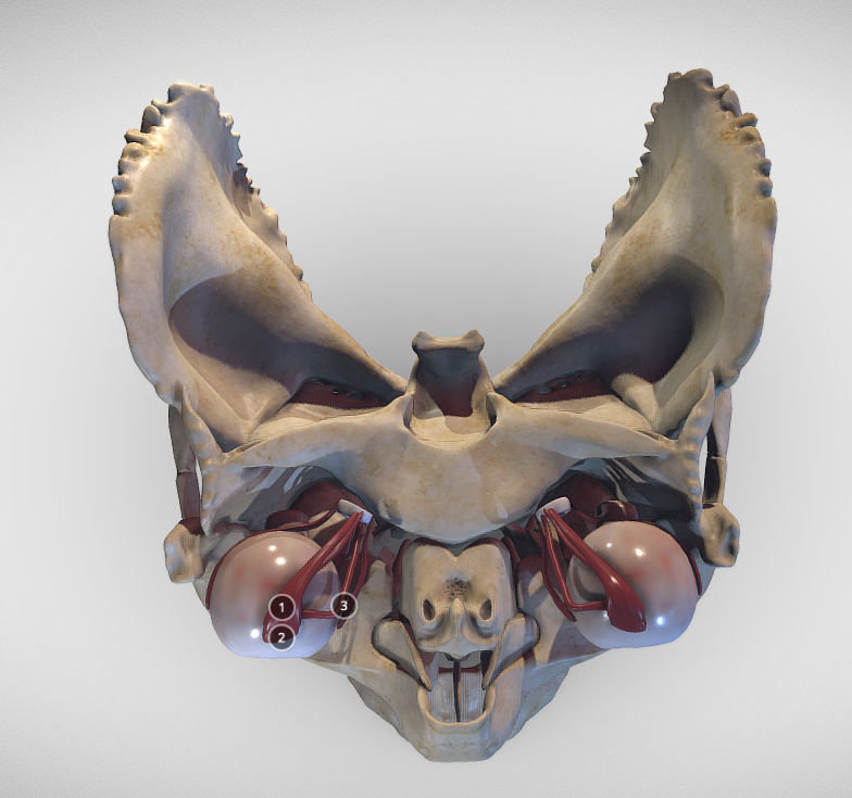 3D model Eye Muscles - ExtraOcular Muscles VR / AR / low-poly | CGTrader