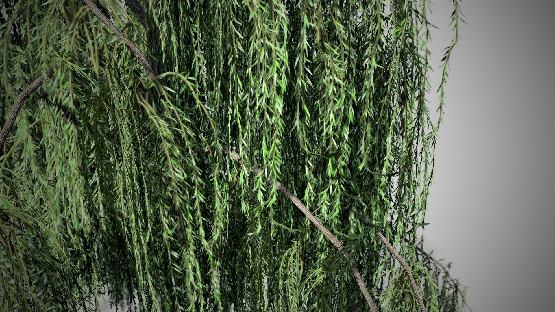 3D model Weeping Willow Tree VR / AR / low-poly | CGTrader
