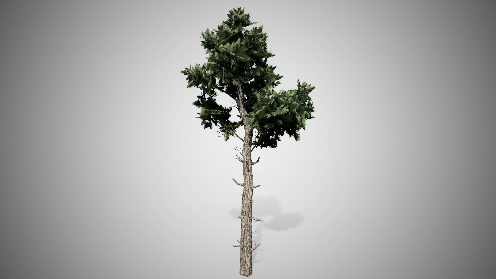 3D model Loblolly Pine Tree VR / AR / low-poly | CGTrader