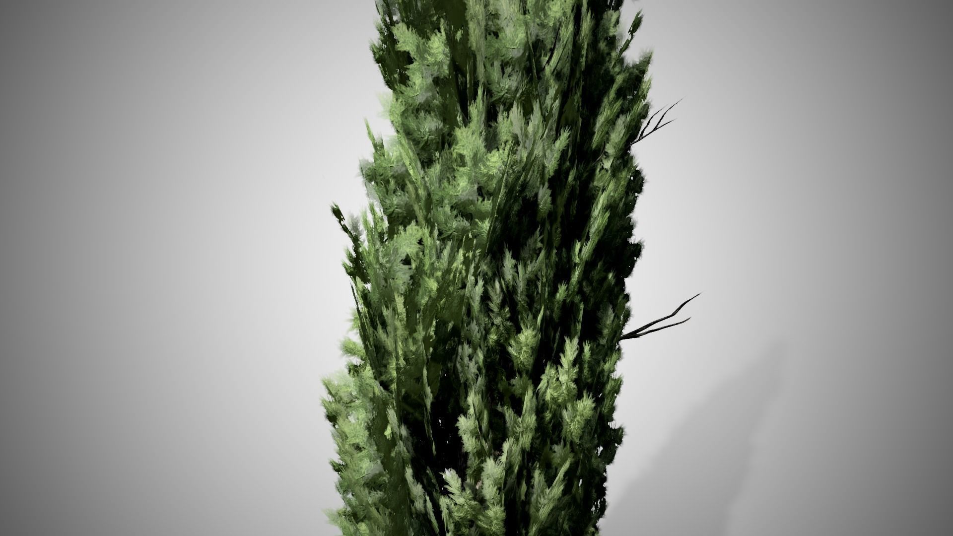 Italian Cypress Tree free VR / AR / low-poly 3D model | CGTrader