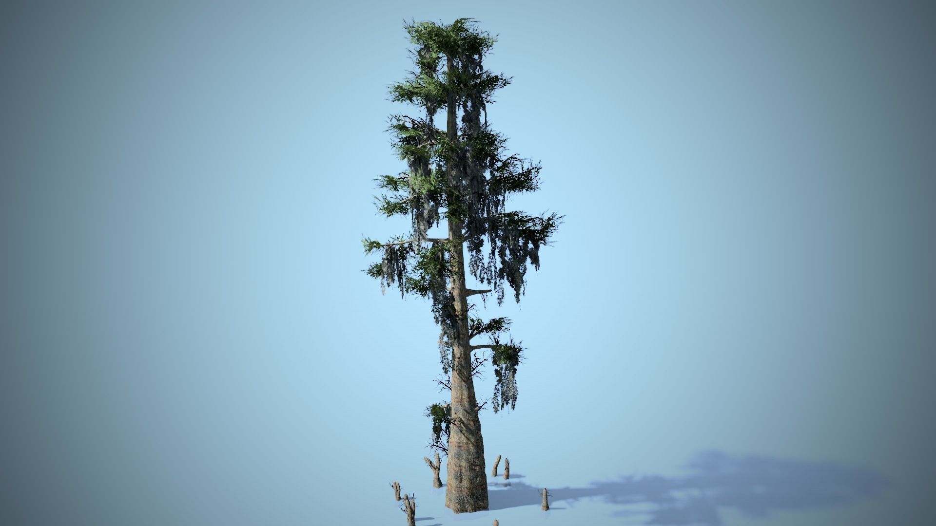 3D model Bald Cypress Tree VR / AR / low-poly | CGTrader