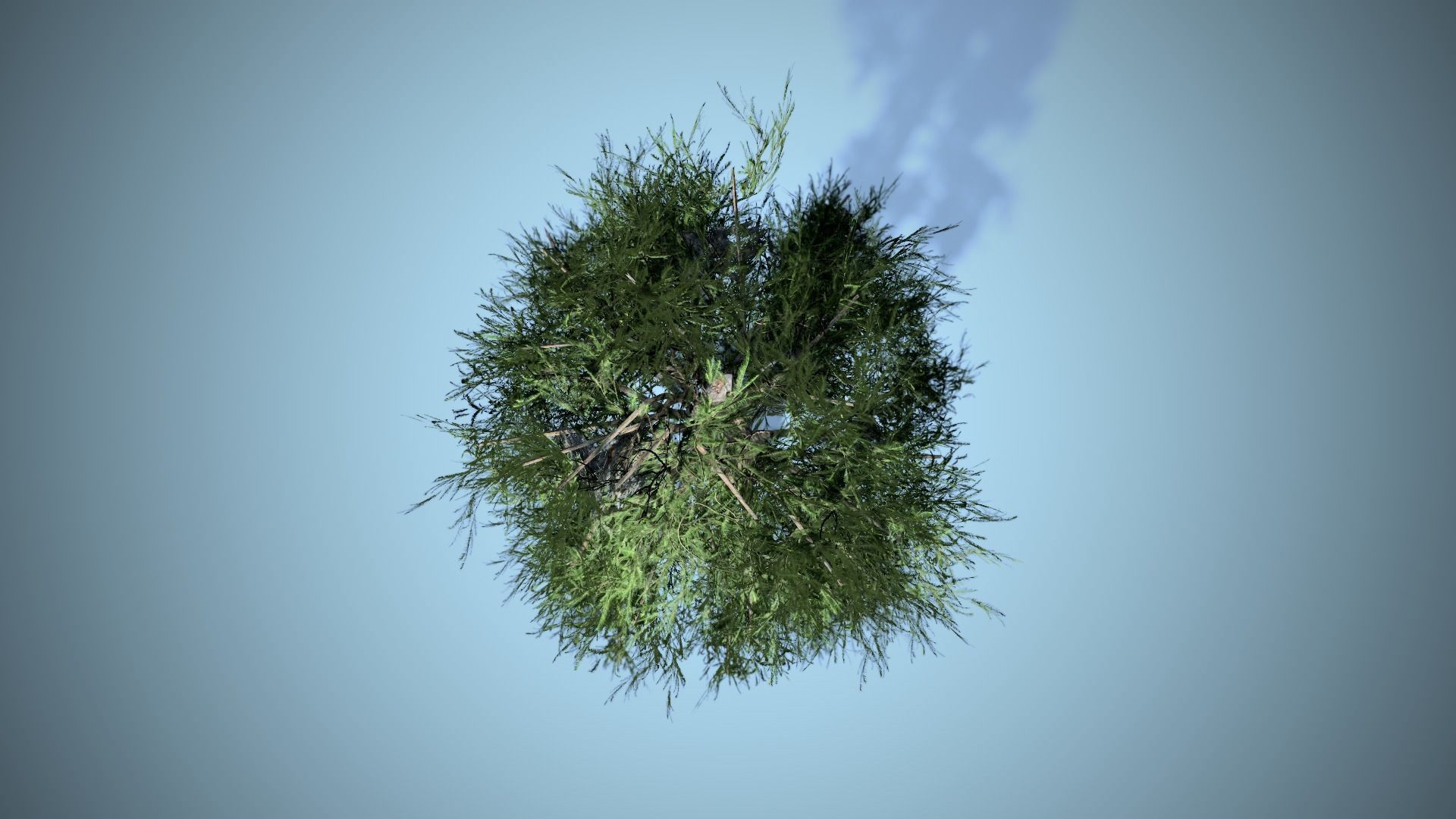 3D model Bald Cypress Tree VR / AR / low-poly | CGTrader