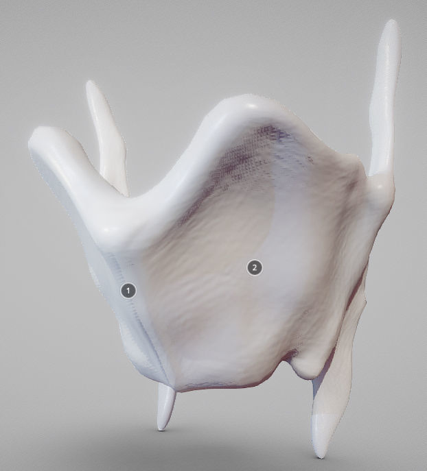 3D model Thyroid Cartilage VR / AR / low-poly | CGTrader