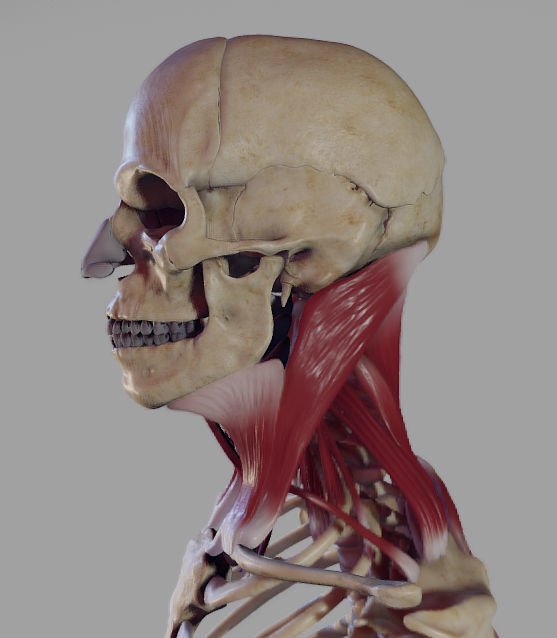 3D model Deep Muscles of the Neck VR / AR / low-poly | CGTrader