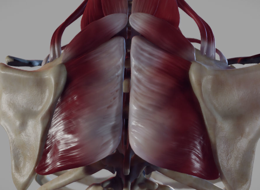 3D model Deep Muscles of the Neck VR / AR / low-poly | CGTrader