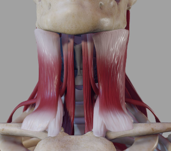 3D model Deep Muscles of the Neck VR / AR / low-poly | CGTrader
