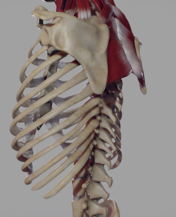 3D model Deep Muscles of the Neck VR / AR / low-poly | CGTrader