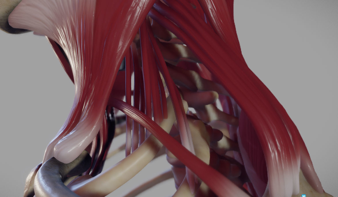 3D model Deep Muscles of the Neck VR / AR / low-poly | CGTrader