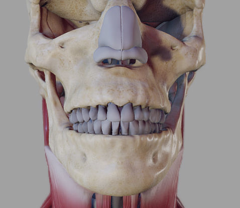 3D model Deep Muscles of the Neck VR / AR / low-poly | CGTrader