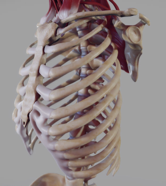 3D model Deep Muscles of the Neck VR / AR / low-poly | CGTrader