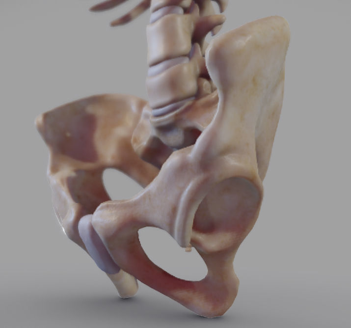 3D model Deep Muscles of the Neck VR / AR / low-poly | CGTrader
