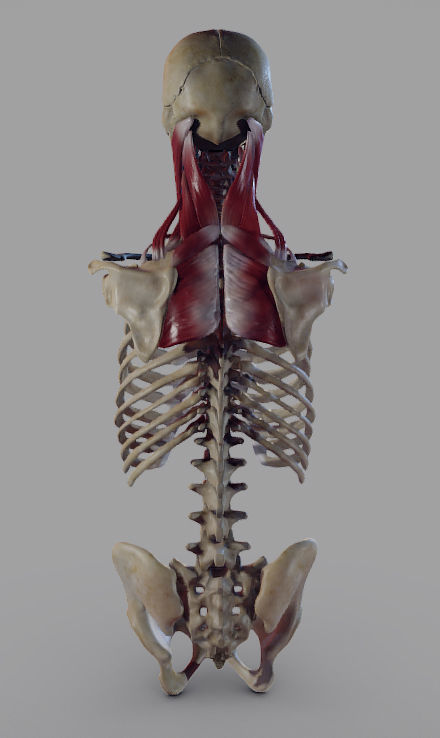 3D model Deep Muscles of the Neck VR / AR / low-poly | CGTrader