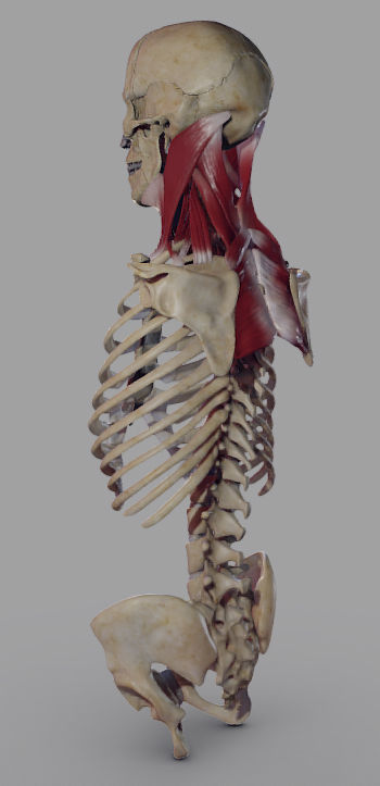 3D model Deep Muscles of the Neck VR / AR / low-poly | CGTrader