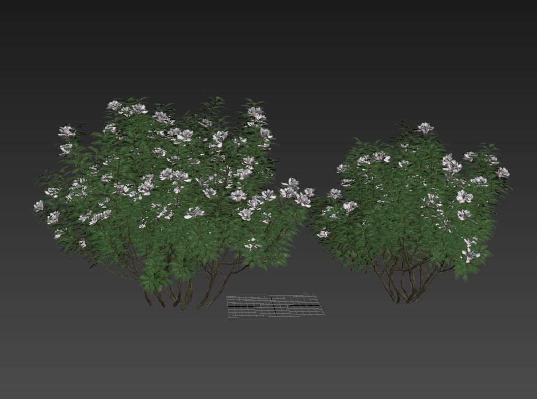 Rhododendron ponticum tree 3D model rigged | CGTrader