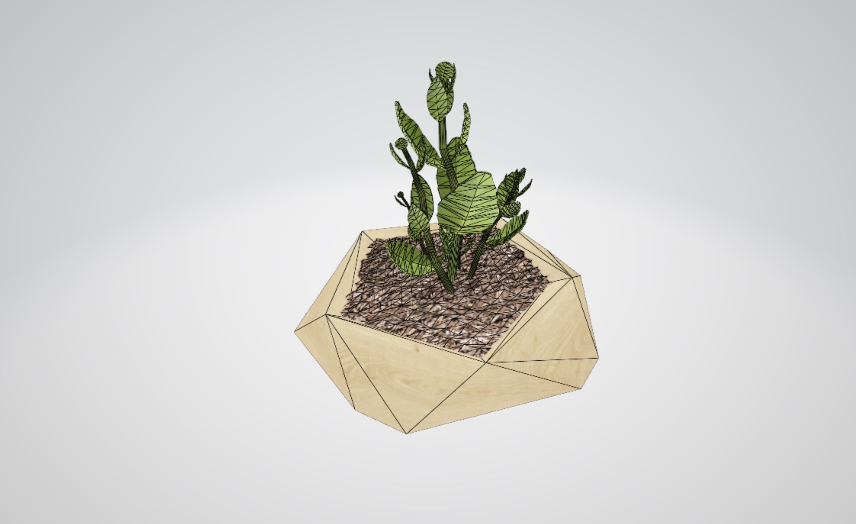 3D model Plant sedum spectabile VR / AR / low-poly | CGTrader