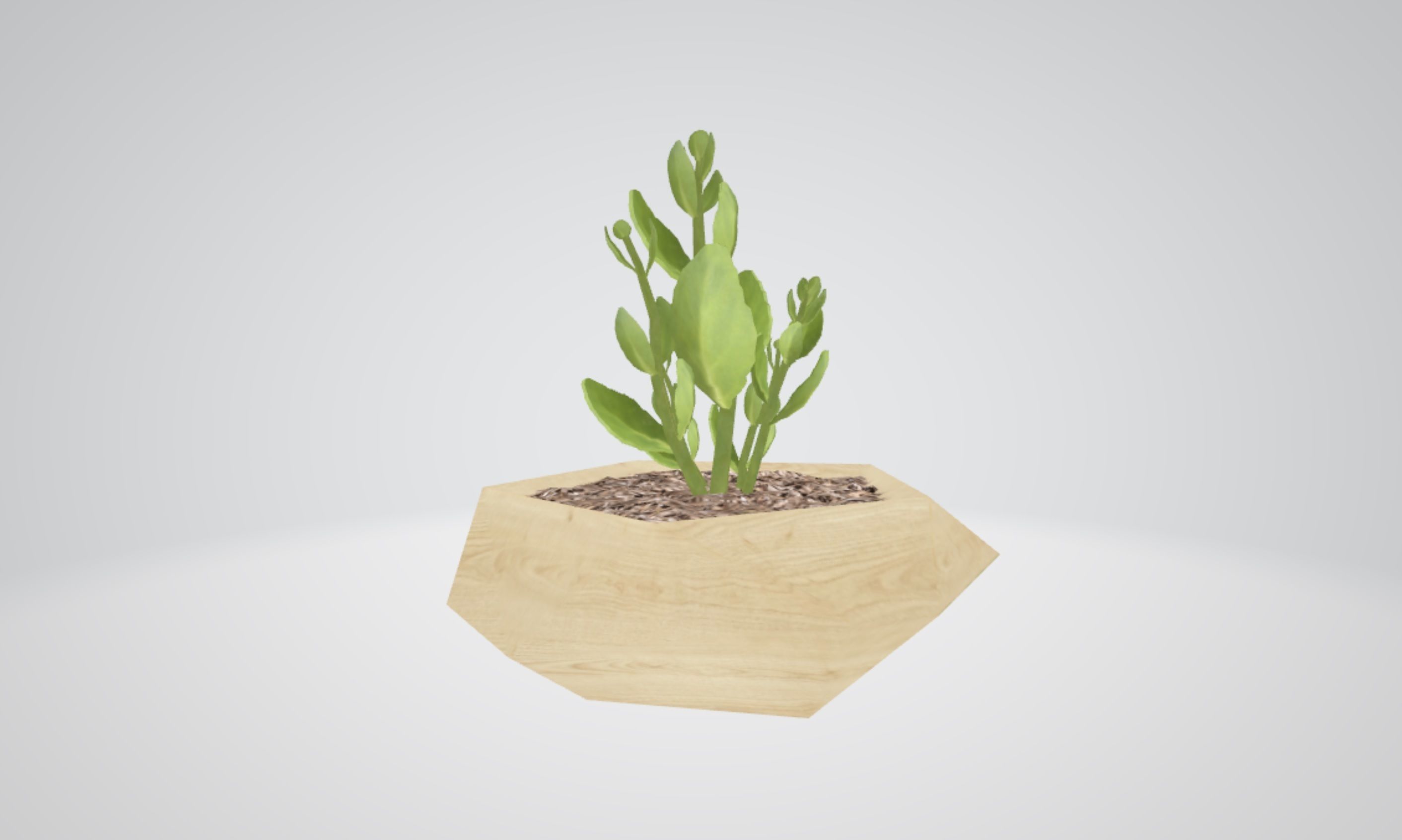 3D model Plant sedum spectabile VR / AR / low-poly | CGTrader
