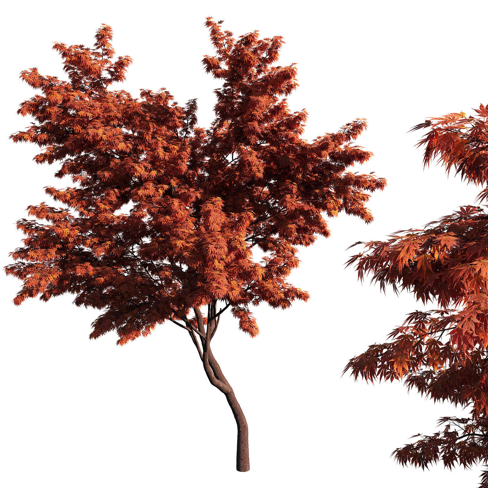 Acer palmatum tree 3D model rigged | CGTrader