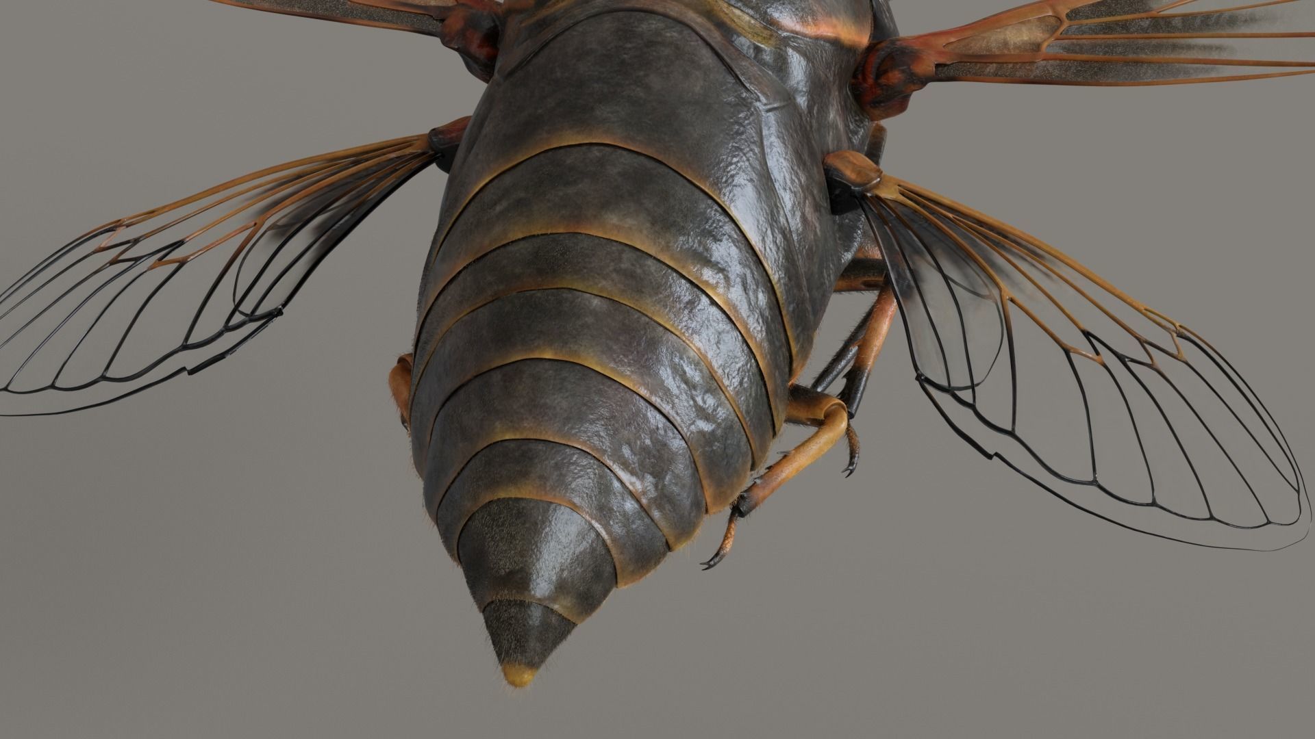 Cicada Animated 3D model animated rigged | CGTrader