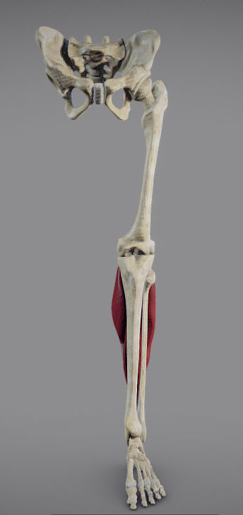 3D model Leg Muscles - Posterior Superficial Muscle Group VR / AR / low ...