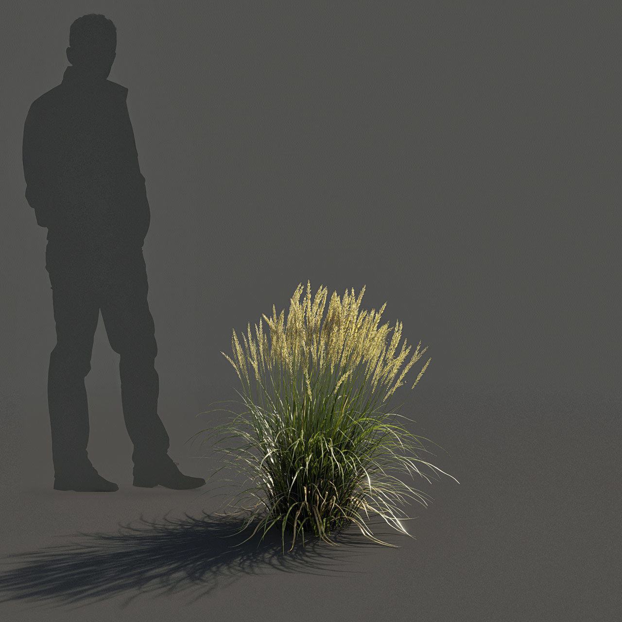 Looped Wind Animation of Feather Reed Grass - 9 animated models 3D ...