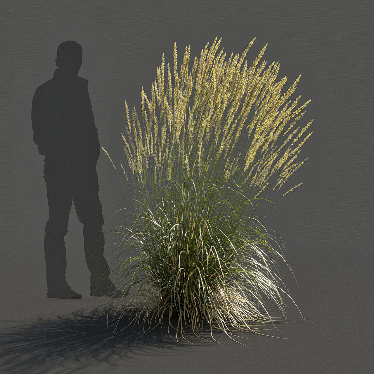Looped Wind Animation of Feather Reed Grass - 9 animated models 3D ...