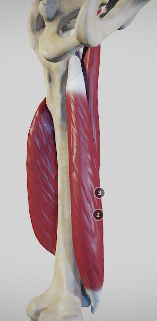 3D model Extensors of the thigh VR / AR / low-poly | CGTrader