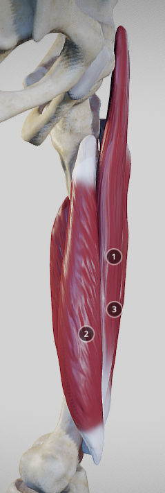 3D model Extensors of the thigh VR / AR / low-poly | CGTrader