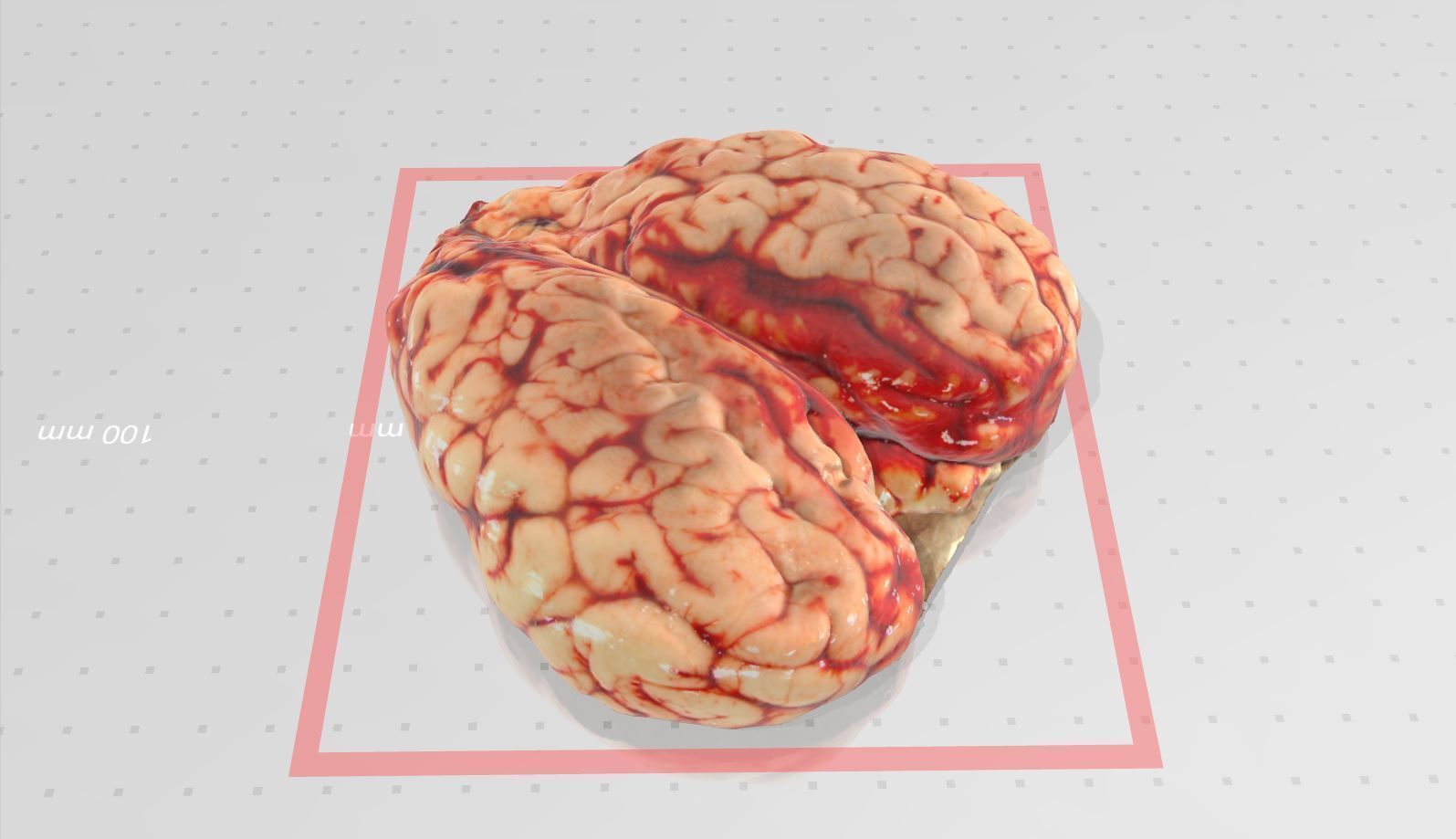 Real life Cowbrain-2 3D print model 3D model 3D printable | CGTrader