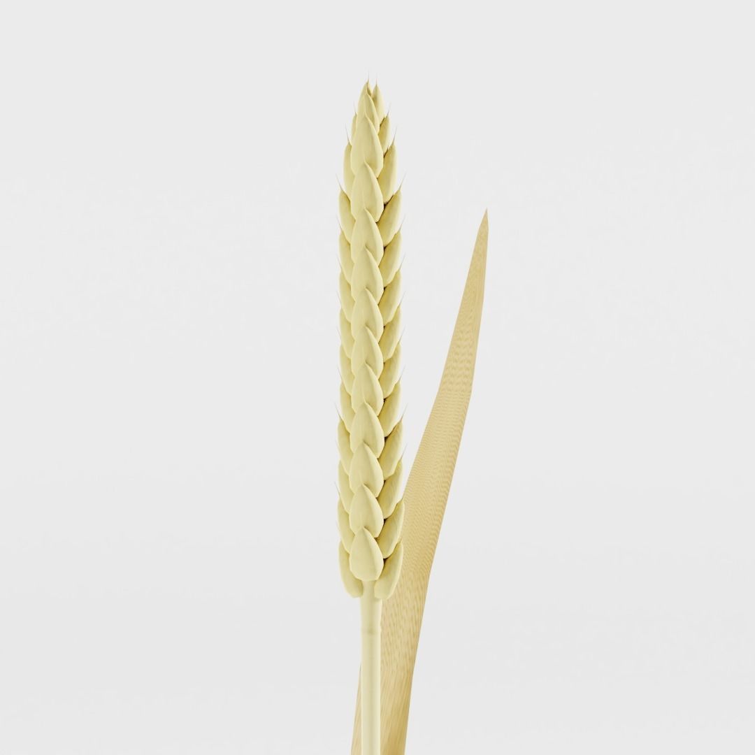 Wheat Plant - Two Growing Stages 3D model | CGTrader