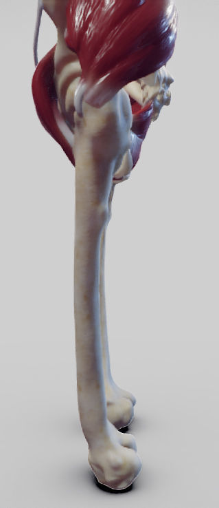 3D model The Pelvic Floor And Post Abdominal Wall Muscles VR / AR / low ...