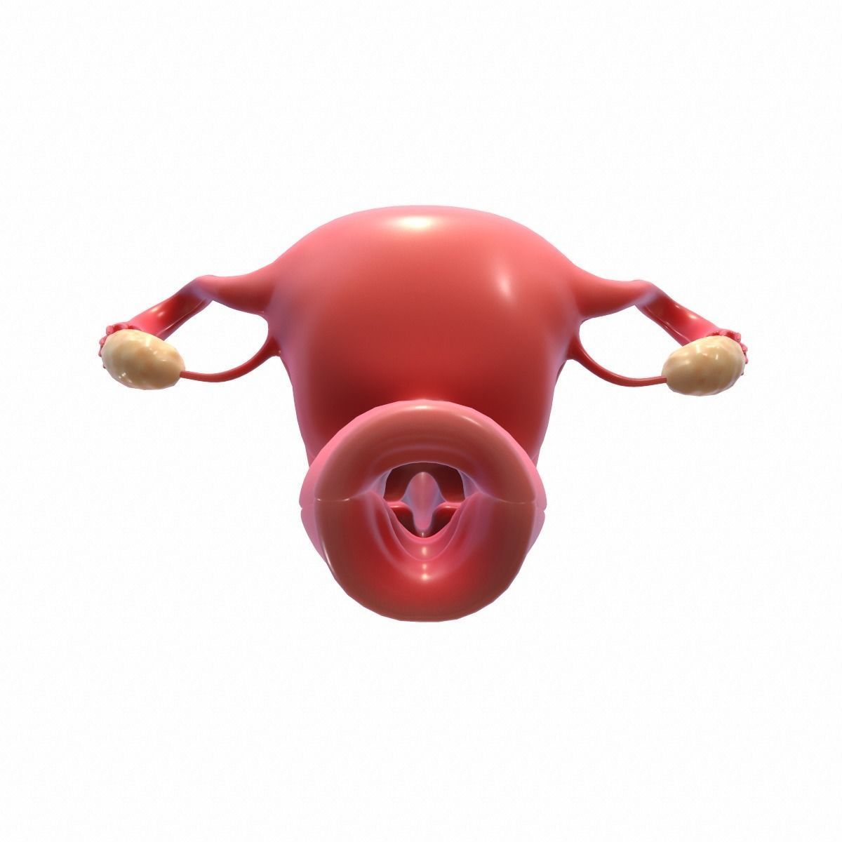 Female Reproductive System 3D model animated | CGTrader